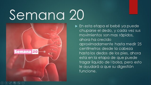 DESARROLLO PRENATAL timeline | Timetoast timelines