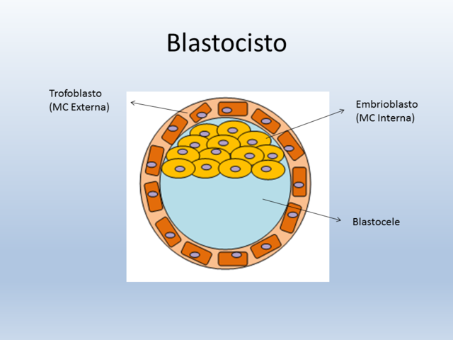 Desarrollo embrionario timeline | Timetoast timelines