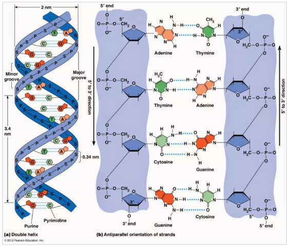 Historia de la Bioquímica Microbiana timeline | Timetoast timelines