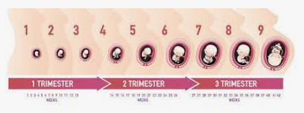 prenatal development timeline | Timetoast timelines