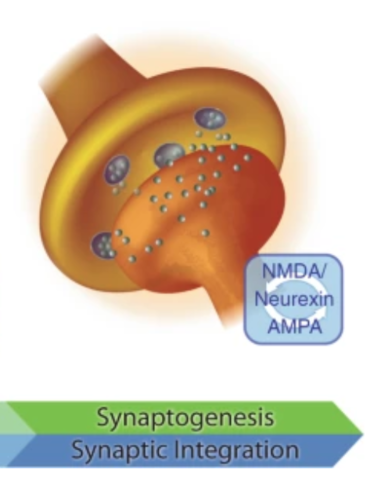 ETAPAS DEL DESARROLLO NERVIOSO timeline | Timetoast timelines