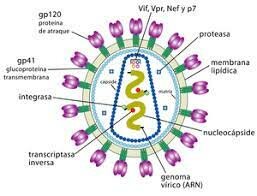 Historia de la genética timeline | Timetoast timelines