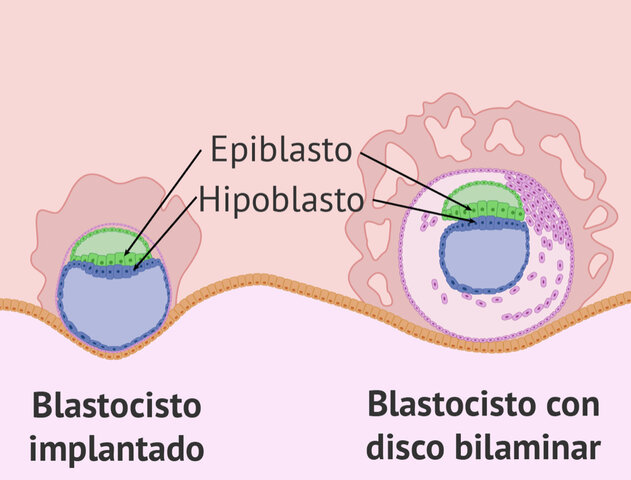 Embriología Sistema Nervioso Central timeline | Timetoast timelines