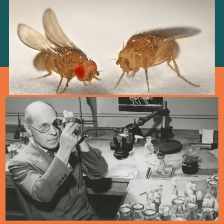 The Development of the X-ray Machine, it's Accessories, and Processes