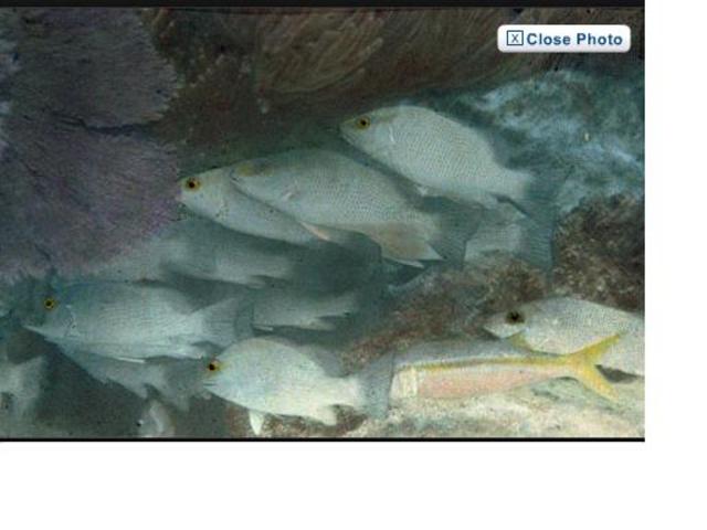 History of Photography timeline | Timetoast timelines