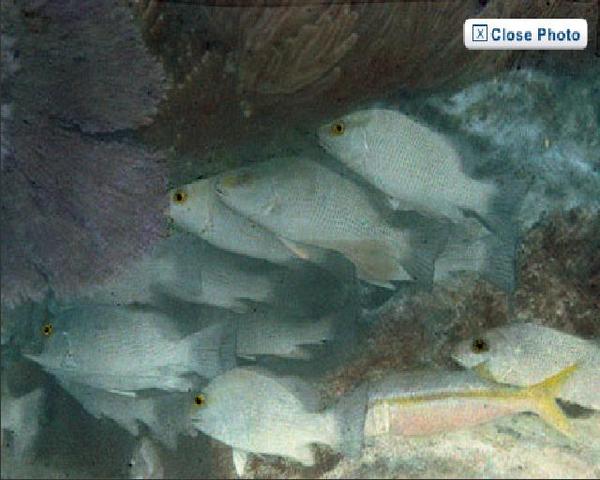 Task 1: Timeline | Timetoast timelines