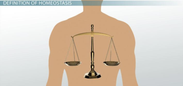 Teoría general de sistemas timeline | Timetoast timelines