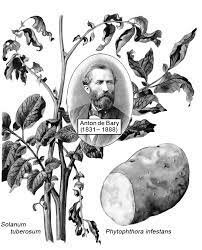 FITOPATOLOGIA-Daniel Rios timeline | Timetoast timelines