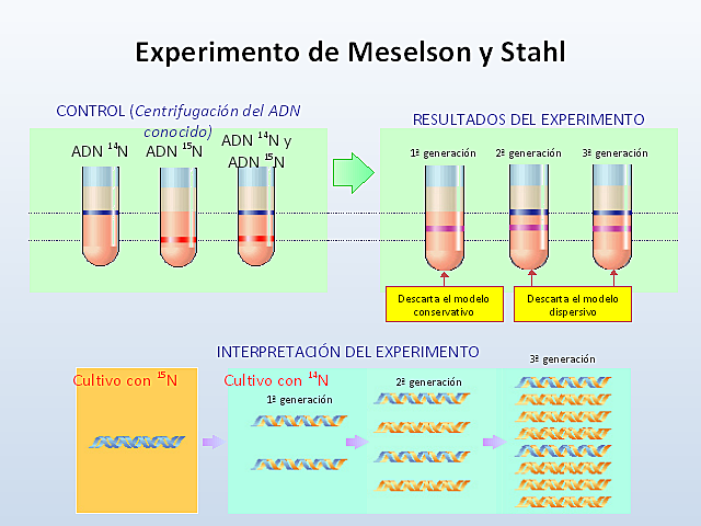 DNA Timeline | Timetoast timelines