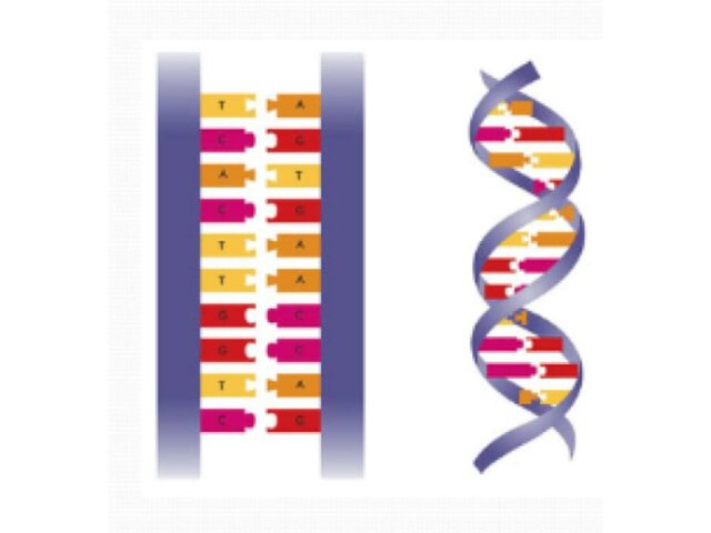 DNA: History and discovery timeline | Timetoast timelines