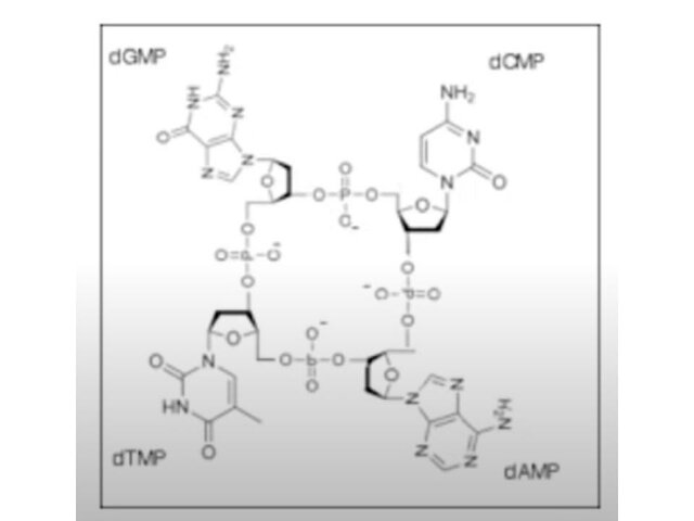DNA: History and discovery timeline | Timetoast timelines