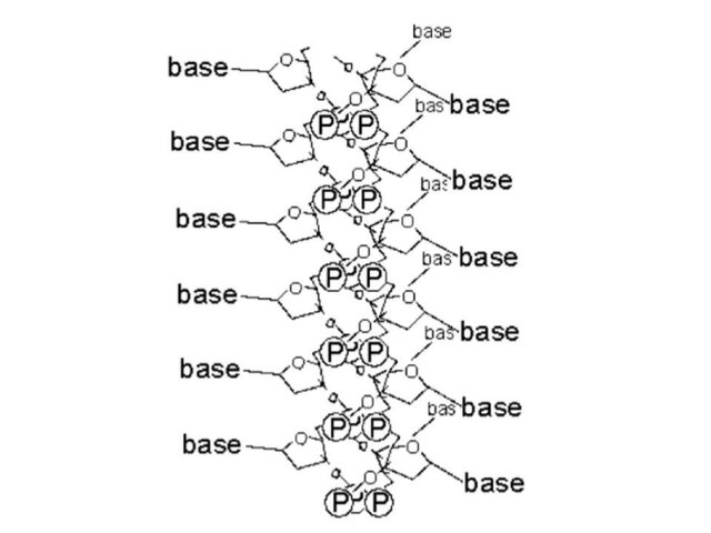 DNA: History and discovery timeline | Timetoast timelines