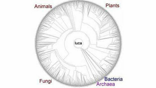 L'origen de la vida timeline | Timetoast timelines