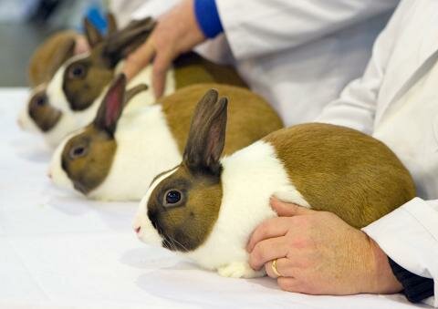 History of Animal Rights timeline | Timetoast timelines