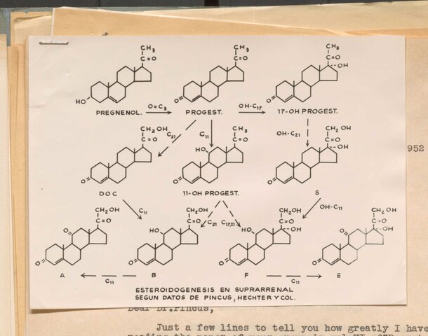 Birth Control movements and Margaret Sanger timeline | Timetoast