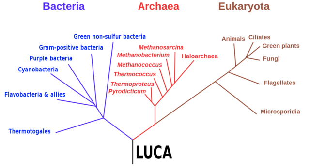 Historia de la Tierra timeline | Timetoast timelines