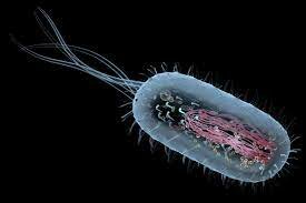 Origen de las primeras células procariotas timeline | Timetoast