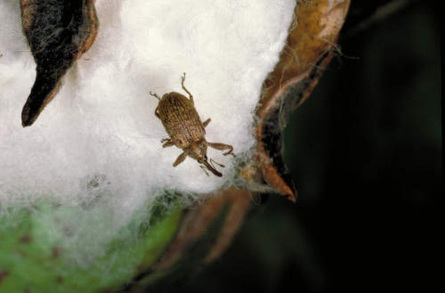 Georgia Timeline | Timetoast timelines