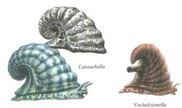 Paleozoic timeline | Timetoast timelines