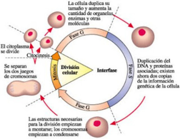 Genética timeline | Timetoast timelines
