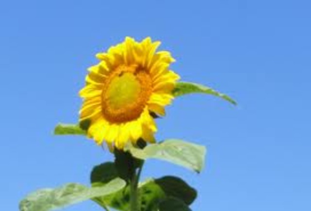 Horton Hears A Who timeline | Timetoast timelines