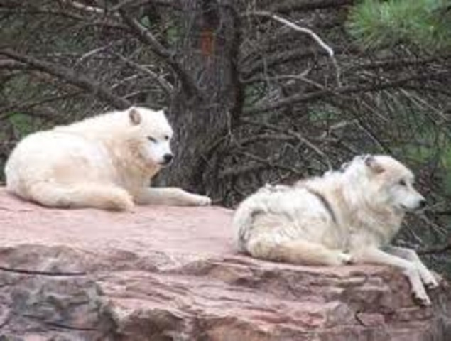 wOLVES timeline | Timetoast timelines