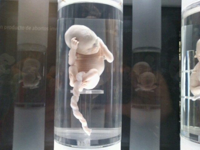 etapas del desarrollo embrionario y fetal timeline | Timetoast