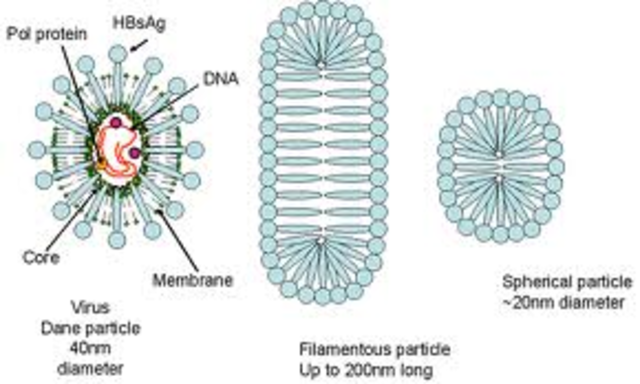History of HBV timeline | Timetoast timelines