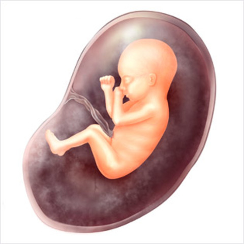 Fetal Development Timeline | Timetoast timelines