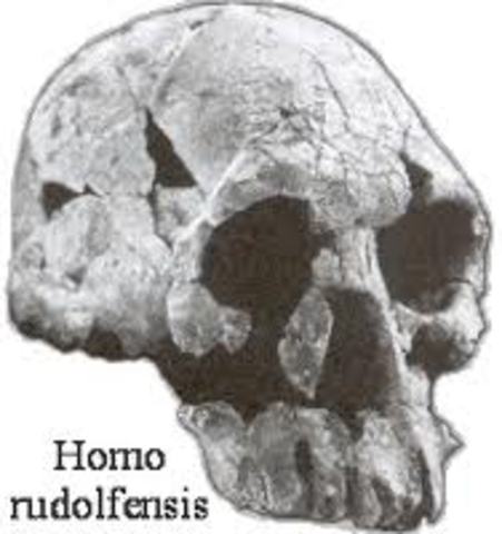 Evolución de la especie humana timeline | Timetoast timelines