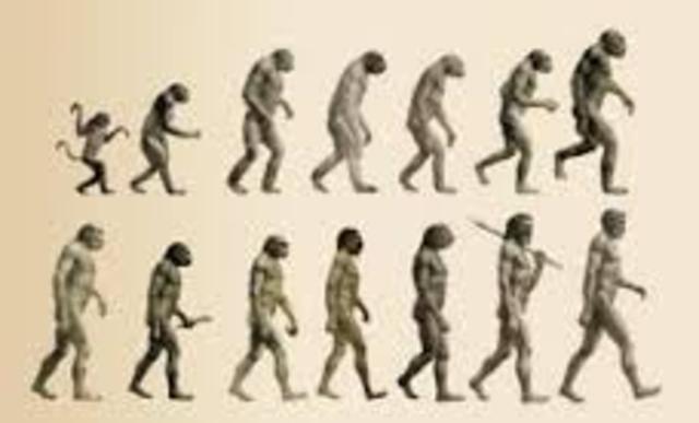 La Evolución de los Homínidos timeline | Timetoast timelines
