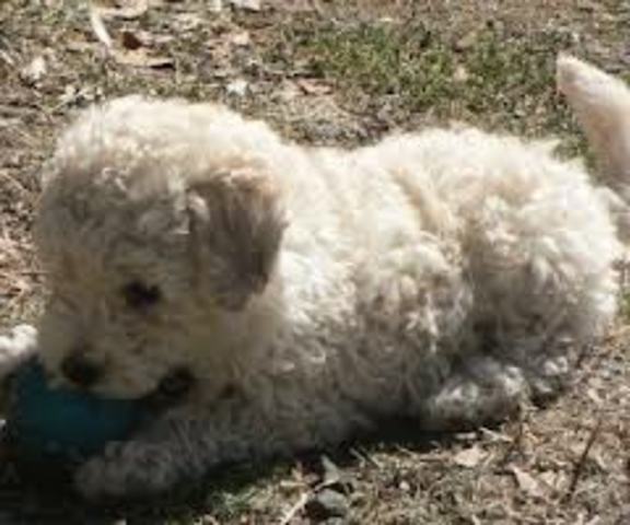 my beautiful dog LALO timeline | Timetoast timelines