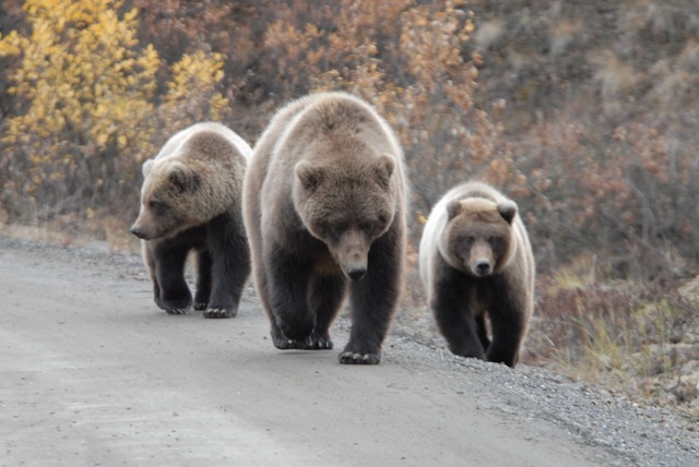 The Life Cycle of Grizzly Bears timeline | Timetoast timelines
