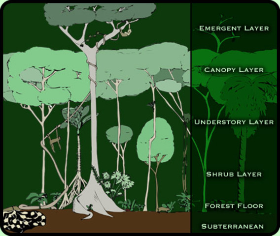 Primary Succession of a Rainforest timeline | Timetoast timelines