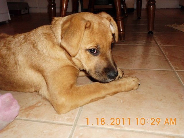 butcher raina timeline | Timetoast timelines