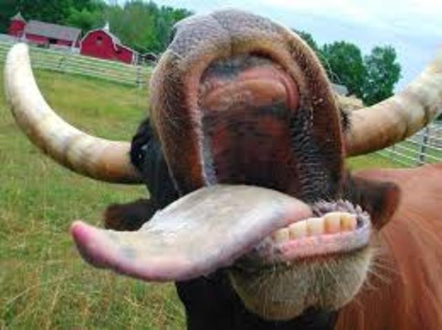 Dairy Cattle, Milking Machine-Anna Baldwin timeline | Timetoast