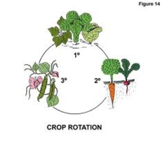 The History of Agriculture timeline | Timetoast timelines