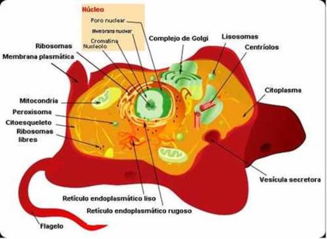 Acontecimientos La Biologia a través del tiempo timeline | Timetoast