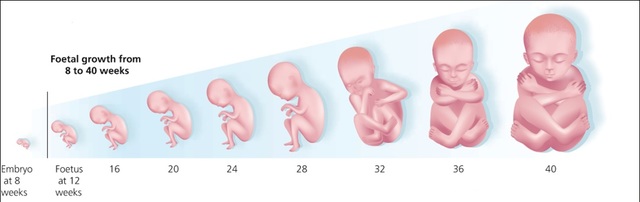 Prenatal development to age 2 years timeline | Timetoast timelines