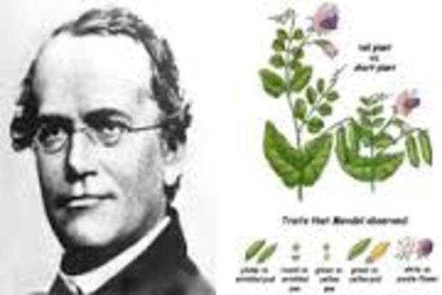 History of Genetics timeline | Timetoast timelines