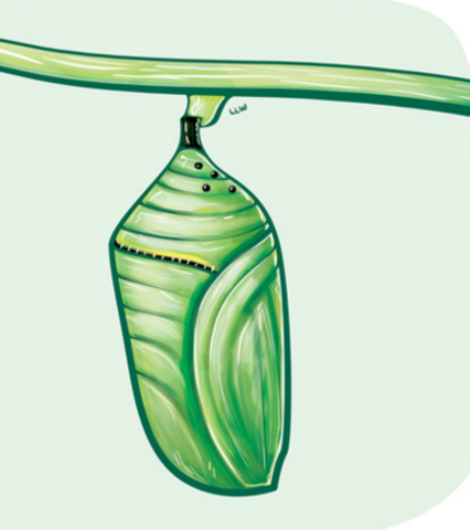 Metamorfosis de la mariposa timeline | Timetoast timelines