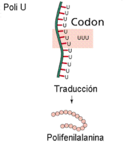 DESARROLLO DE LA MICROBIOLOGIA timeline | Timetoast timelines