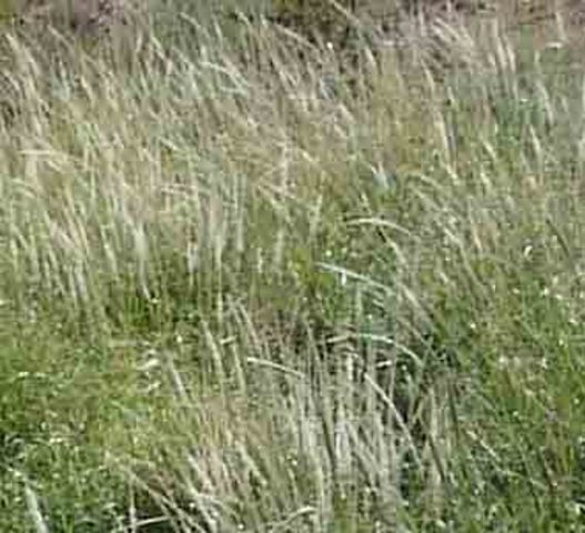 Geologic History Compressed into 1 Calendar Year timeline | Timetoast