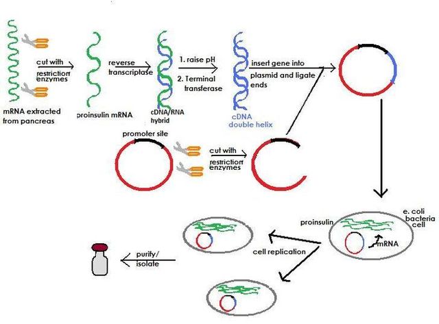 Evolution of Insulin timeline | Timetoast timelines