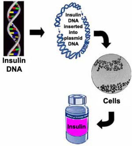 Insulin timeline | Timetoast timelines