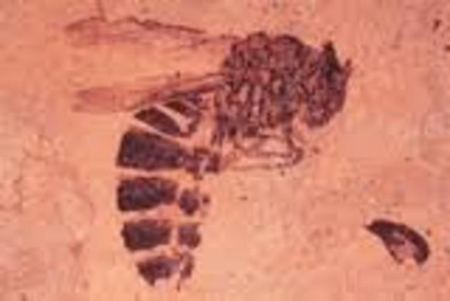 LA EVOLUCION DE LAS ESPECIES timeline | Timetoast timelines