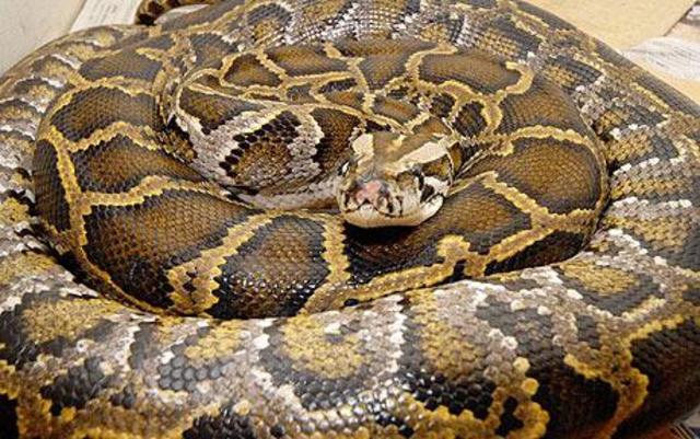 burmese python timeline | Timetoast timelines