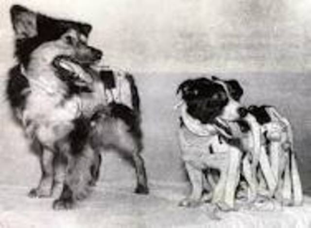 Dogs in space timeline | Timetoast timelines