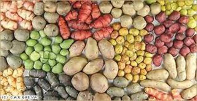 DOMESTICACIÓN DE LAS PLANTAS EN LOS ANDES timeline | Timetoast