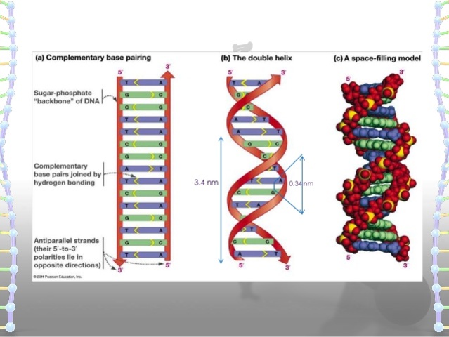 Scientists of DNA timeline | Timetoast timelines